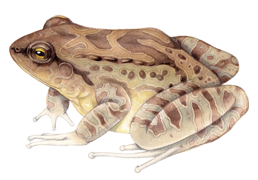 Montserrat mountain chicken frog Leptodactylus fallax - Lizzie Harper