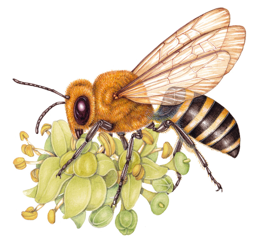 Ivy bee Colletes hederae - Lizzie Harper