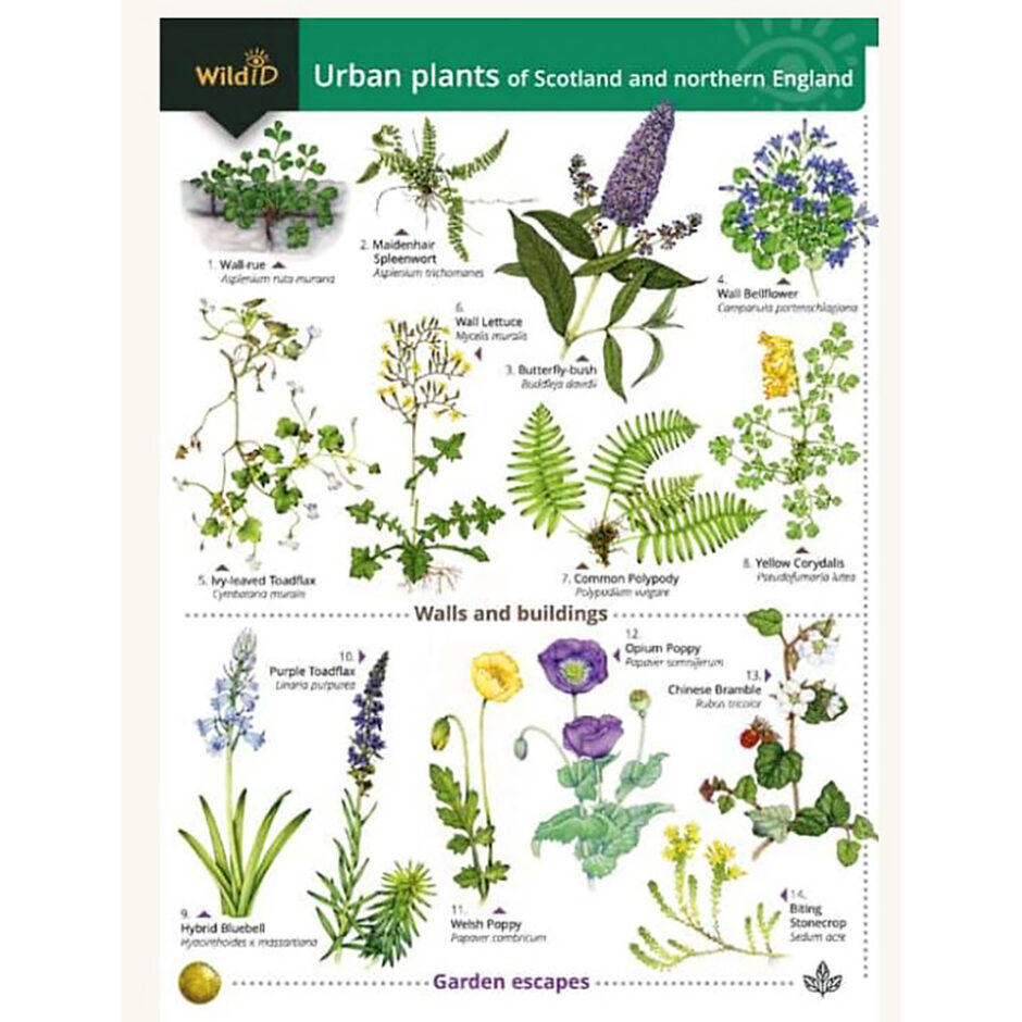 FSC Urban plants of Scotland - Lizzie Harper